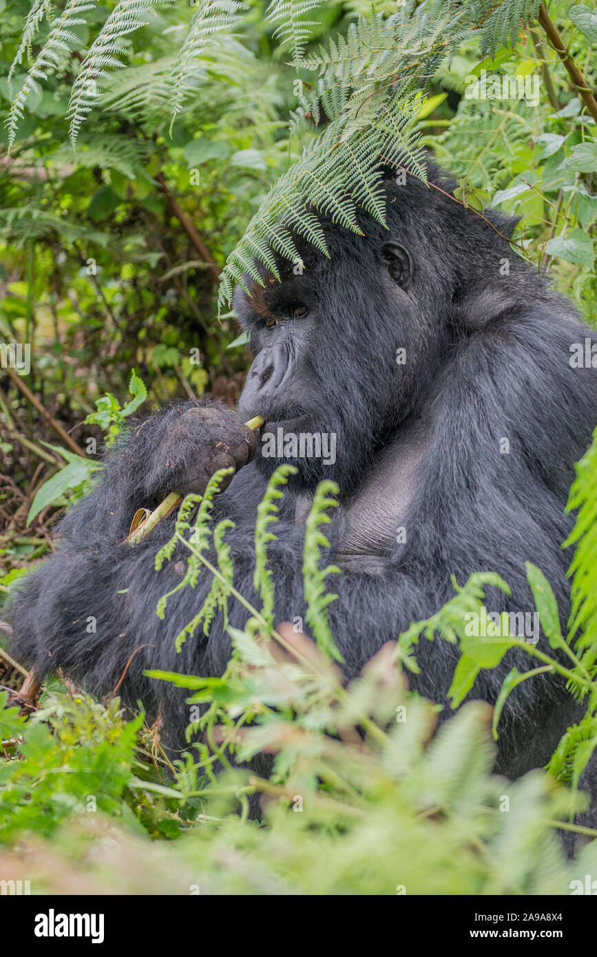 Gorilla hunting hi-res stock photography and images - Alamy