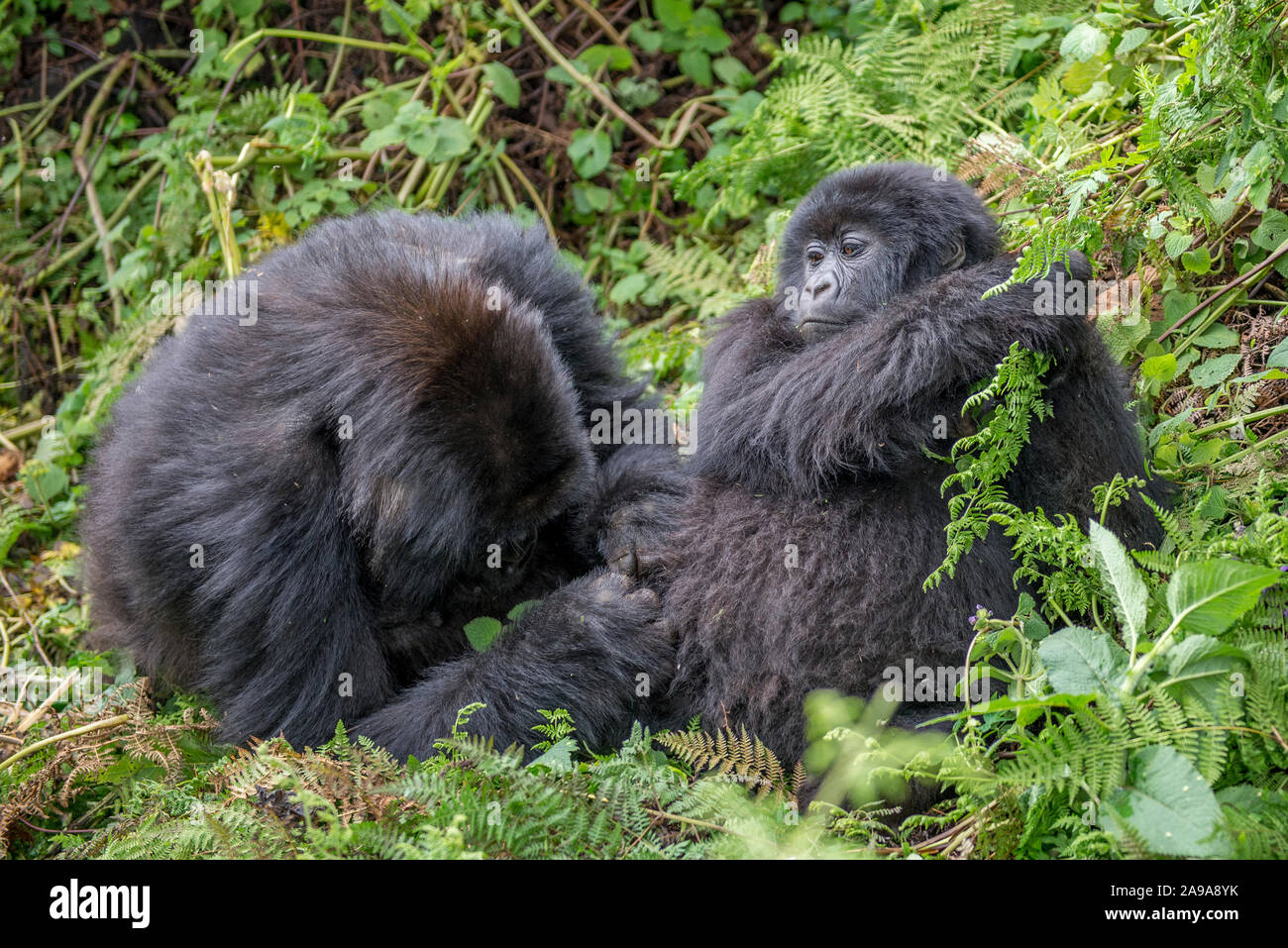two playing mountain gorillas in volcanoes national park Stock Photo ...