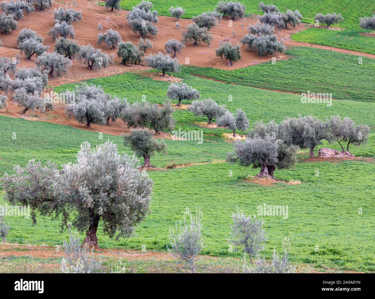 Olive cultivation hi-res stock photography and images - Alamy