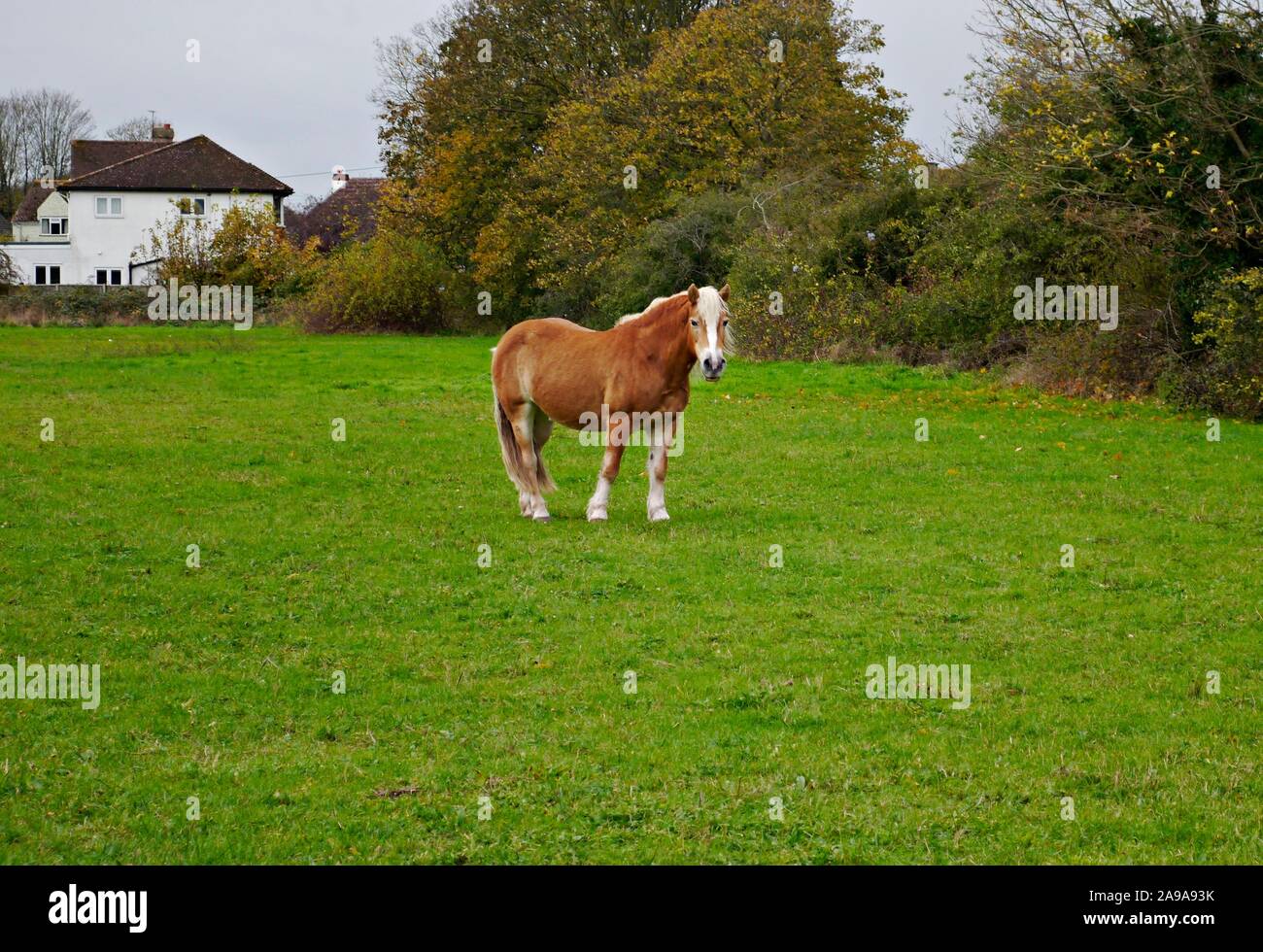 A Haflinger Horse Also Known as The Avelignese Standing in a Field in ...