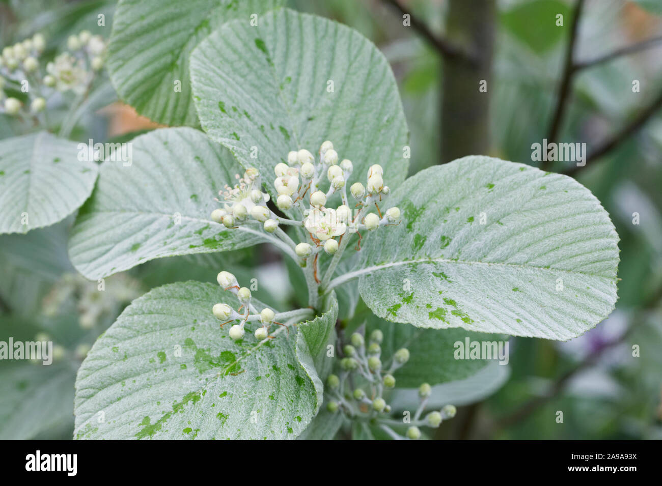 Sorbus wardii flower buds - Tibetan Whitebeam Stock Photo - Alamy