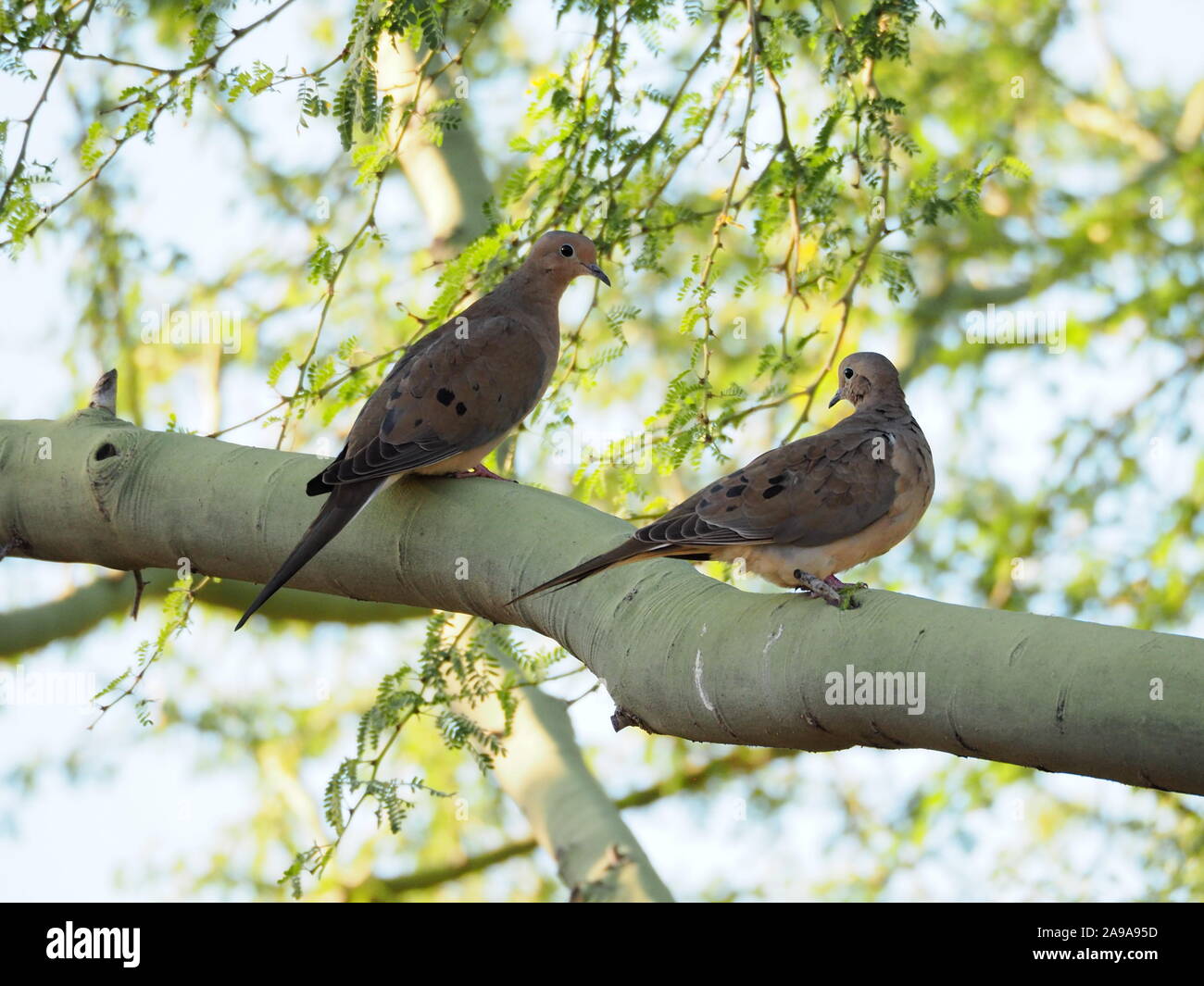 Two doves image hi-res stock photography and images - Alamy