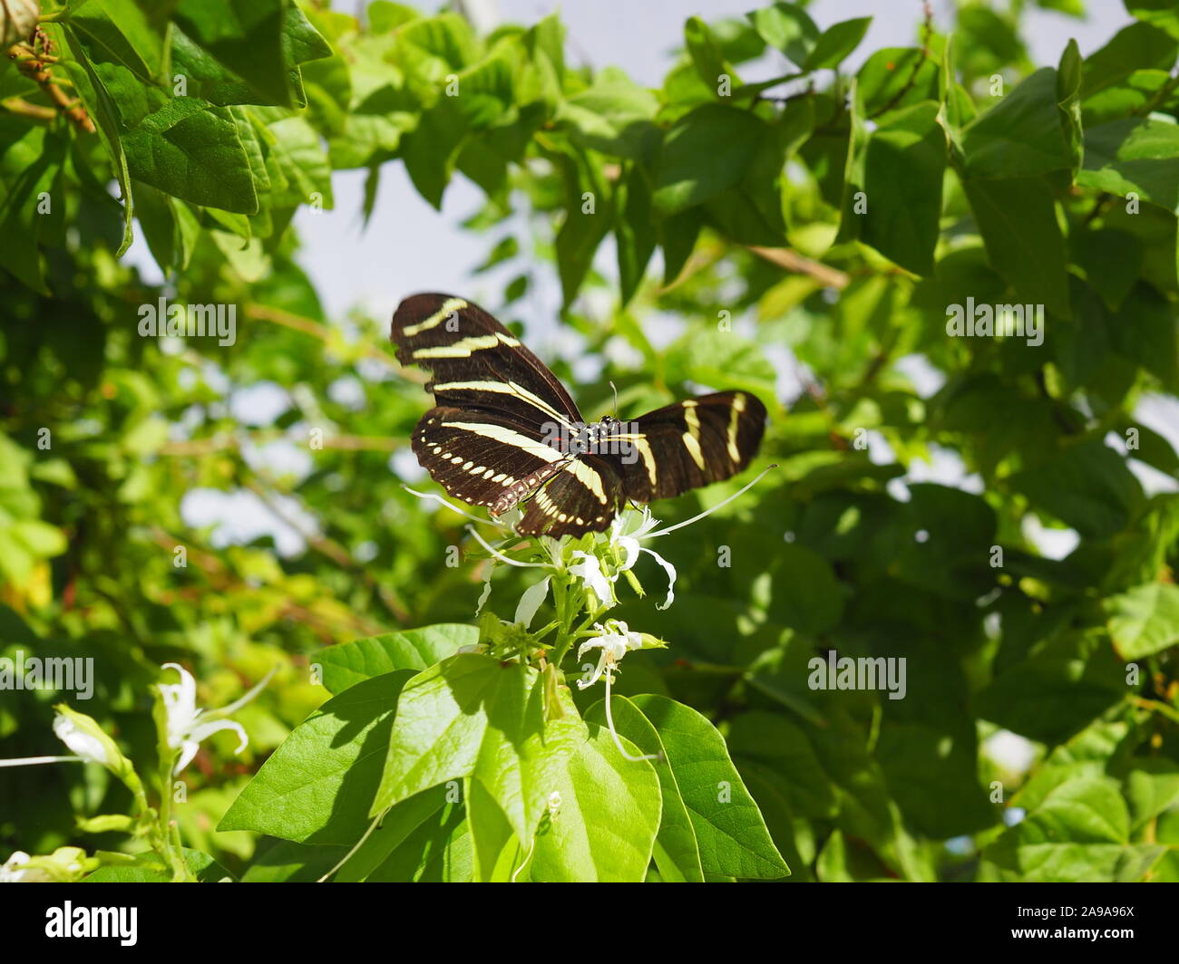 Black Angle Butterfly High Resolution Stock Photography and Images - Alamy