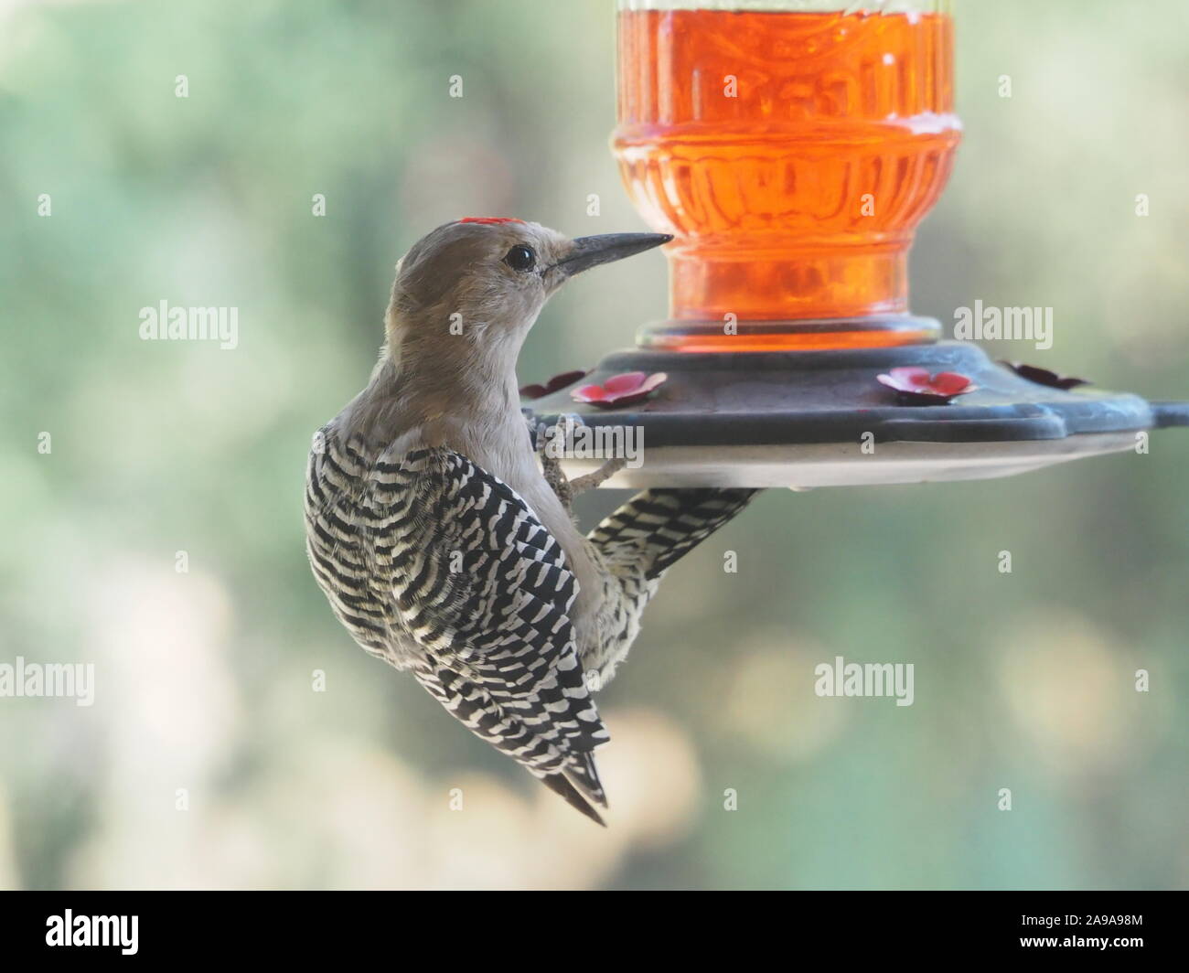 Back visitor hi-res stock photography and images - Alamy