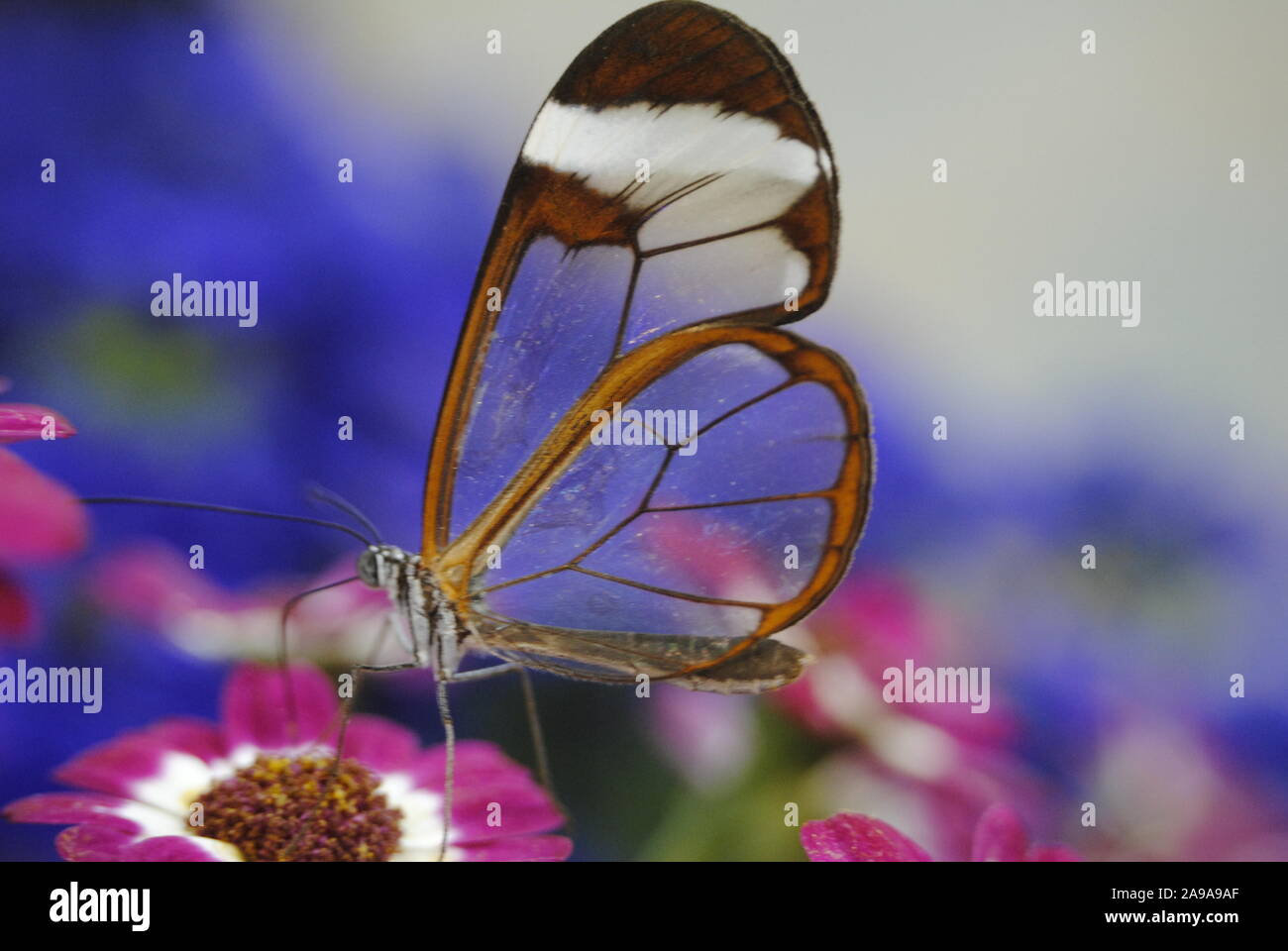 Mariposas mariposas cafe hi-res stock photography and images - Alamy