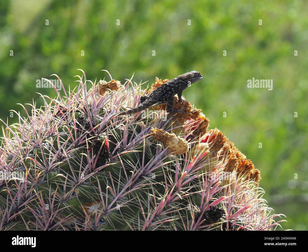 Lizard desert cactus hi-res stock photography and images - Alamy
