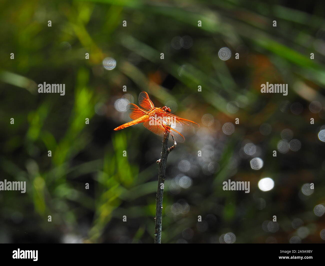 Neon Skimmer dragonfly - lovely and orange against sunny, blurred ...