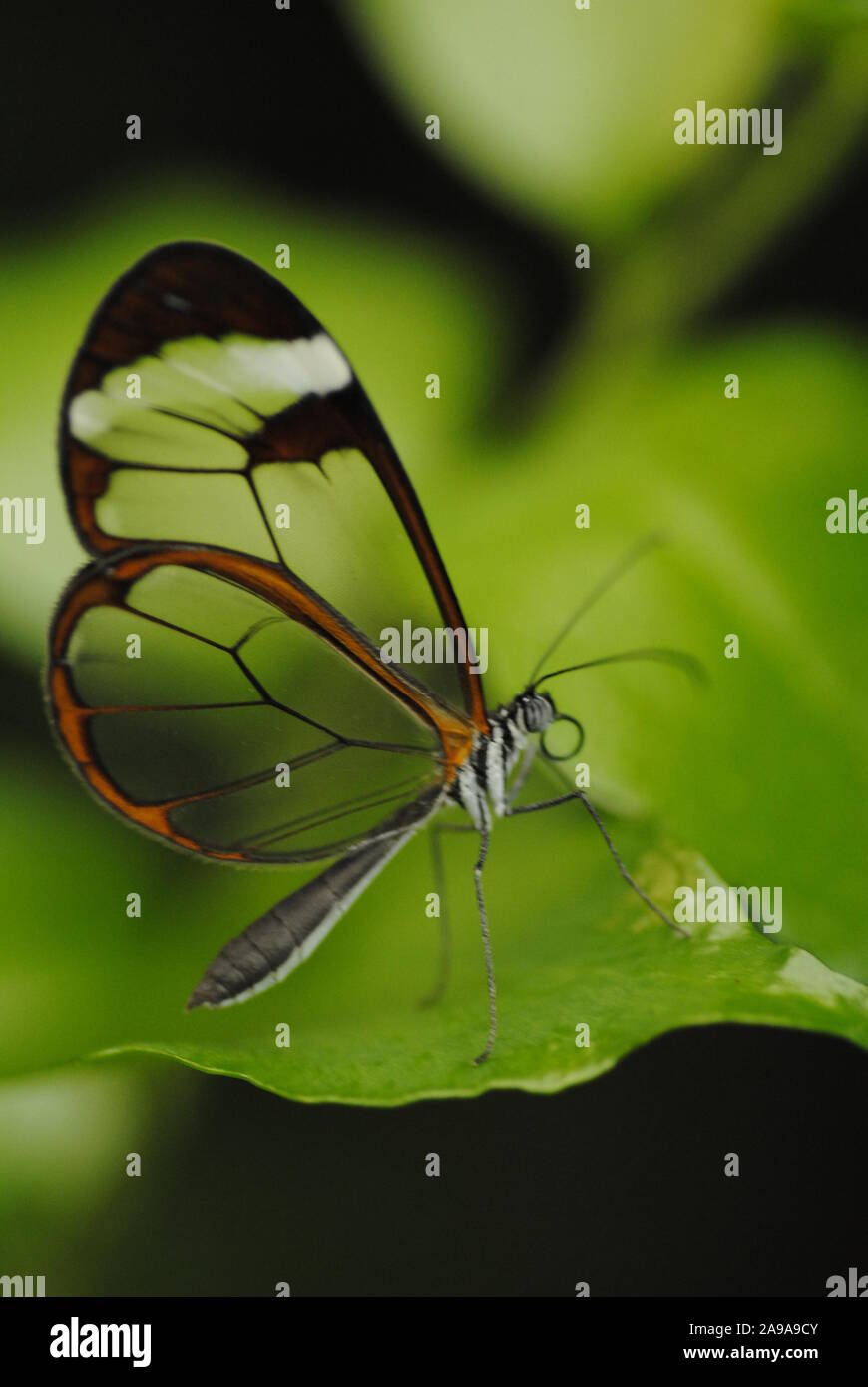 Mariposas mariposas cafe hi-res stock photography and images - Alamy