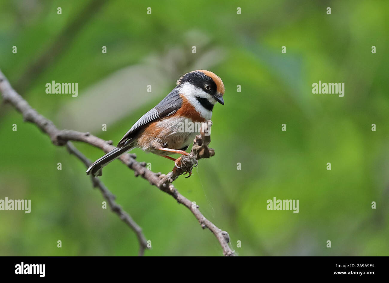 Black Throated Bushtit Aegithalos Concinnus Concinnus Adult Perched