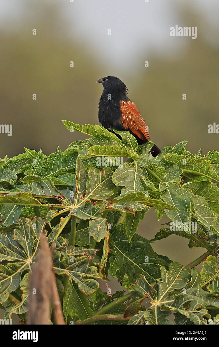 Lesser Coucal (Centropus bengalensis lignator) adult perched on tree ...