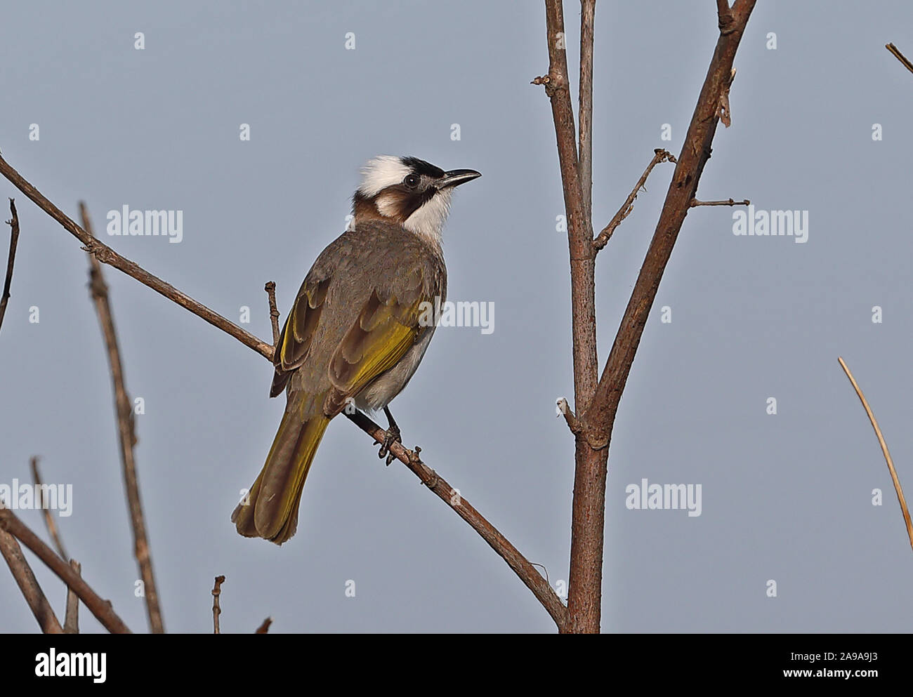 Light-vented Bulbul (Pycnonotus sinensis formosae) adult perched on ...