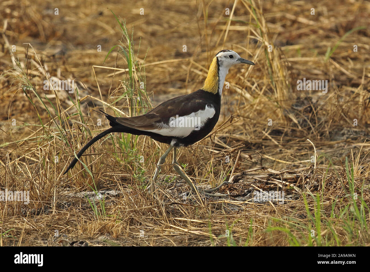Pheasant-tailed Jacana (Hydrophasianus chirurgus) adult walking in dry ...