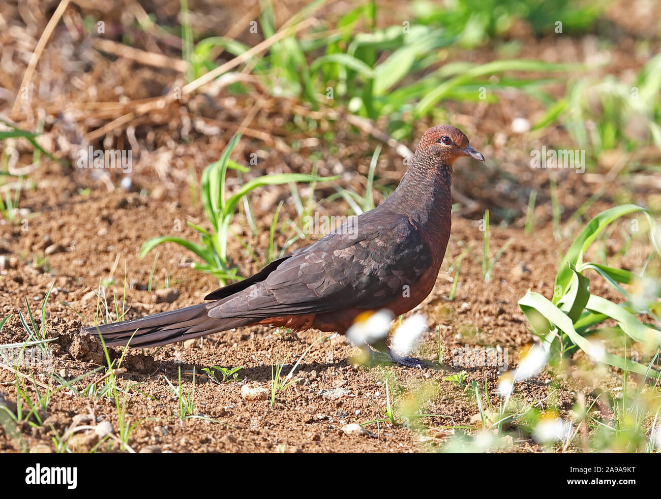 Philippine Cuckoo-dove (Macropygia tenuirostris phaea) adult foraging ...
