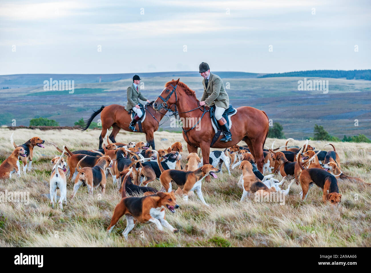 Hounds from the Barlow Hunt out early on morning hound exercise on the ...