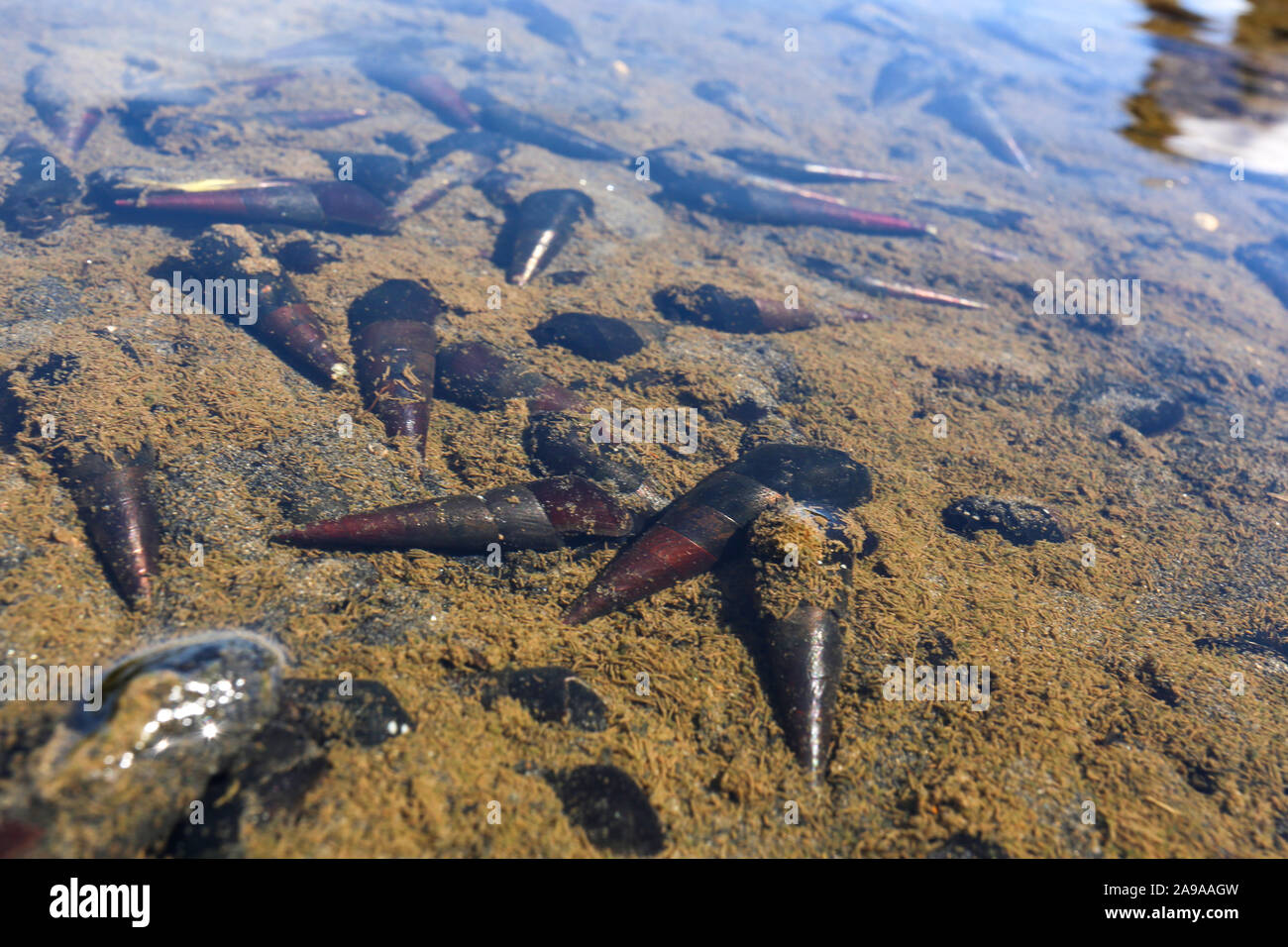 Faunus ater is a species of brackish water snail with an operculum, an ...