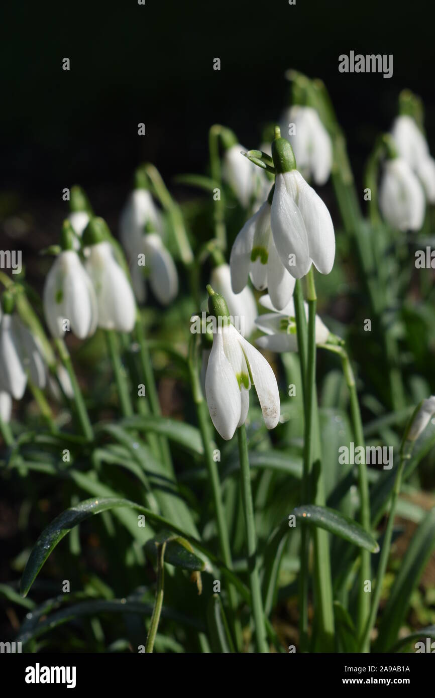 The blossoming buds of spring Stock Photo - Alamy