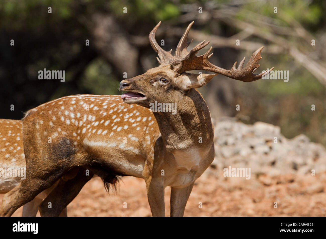 Male Mesopotamian Fallow deer (Dama mesopotamica) AKA Persian Fallow ...