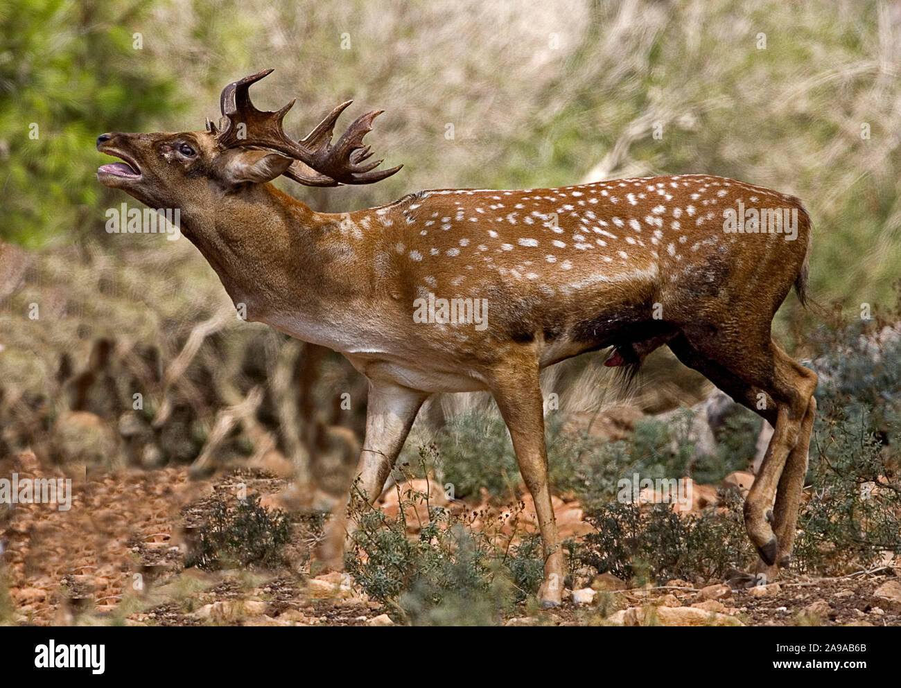 Male Mesopotamian Fallow deer (Dama mesopotamica) AKA Persian Fallow ...