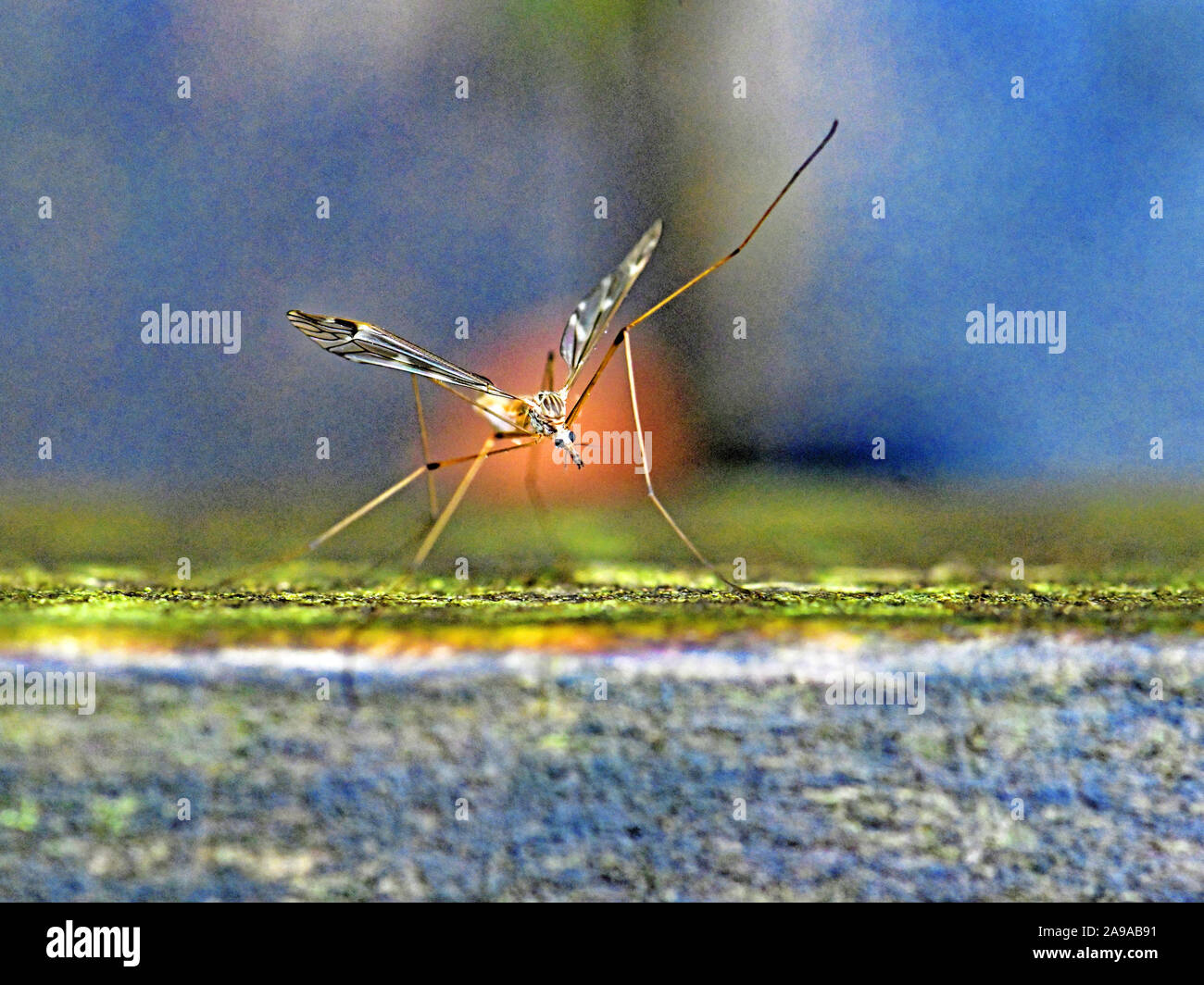 Nectary insect hi-res stock photography and images - Alamy