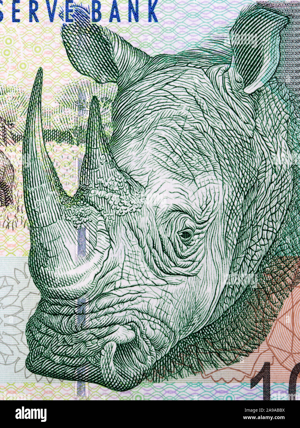 Rhinoceros a portrait from South African money Stock Photo - Alamy