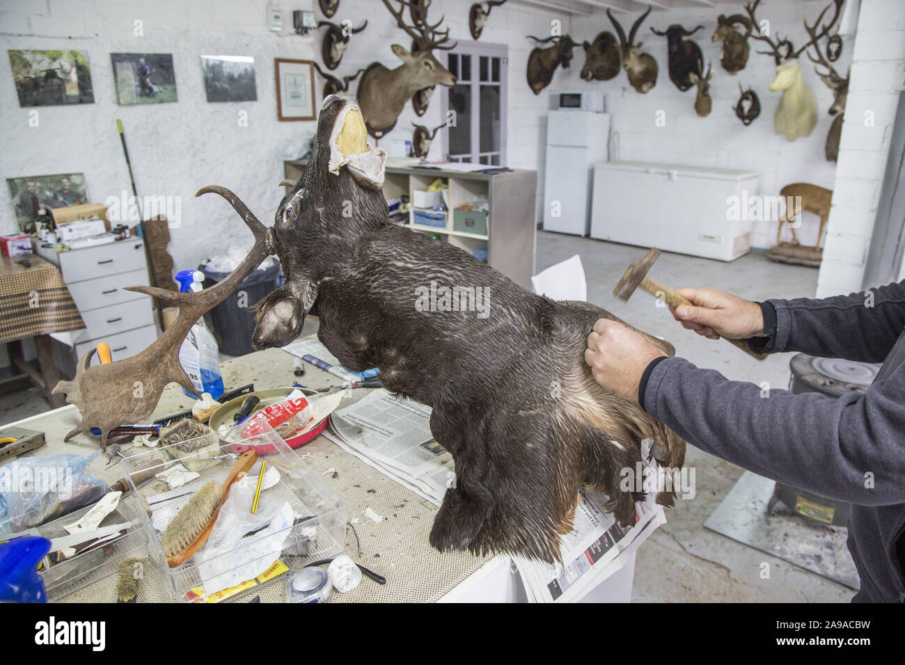 Taxidermist taxidermy fox hi-res stock photography and images - Alamy