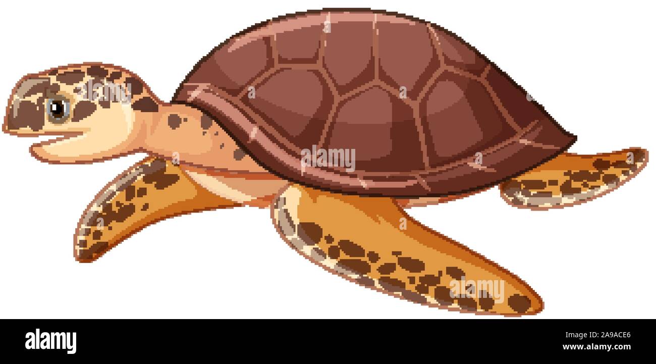 Sea turtle on white background illustration Stock Vector Image & Art ...