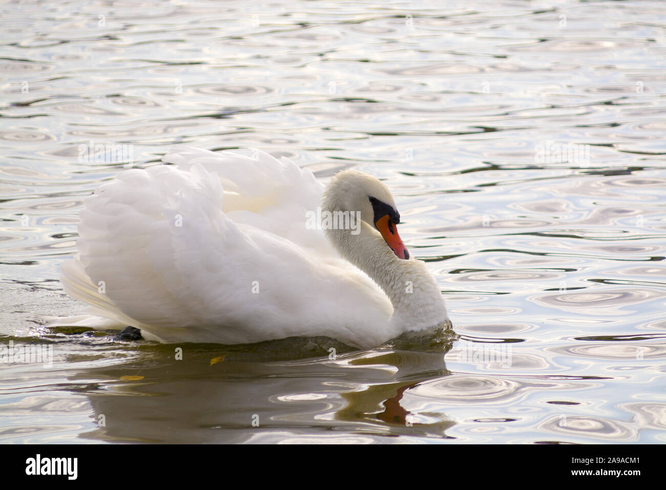 Graceful white swan swimming in the pool hi-res stock photography and ...