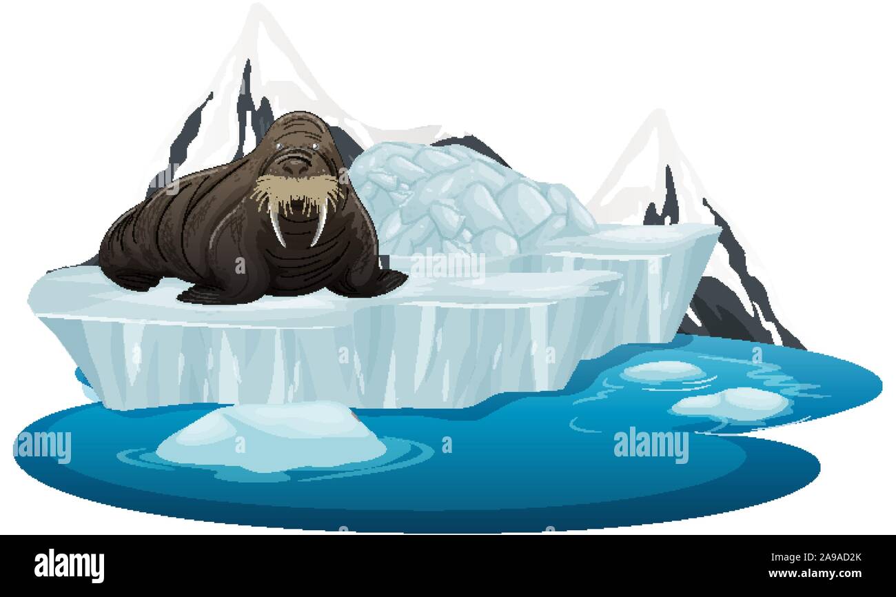 Isolated picture of walrus on ice illustration Stock Vector Image & Art ...