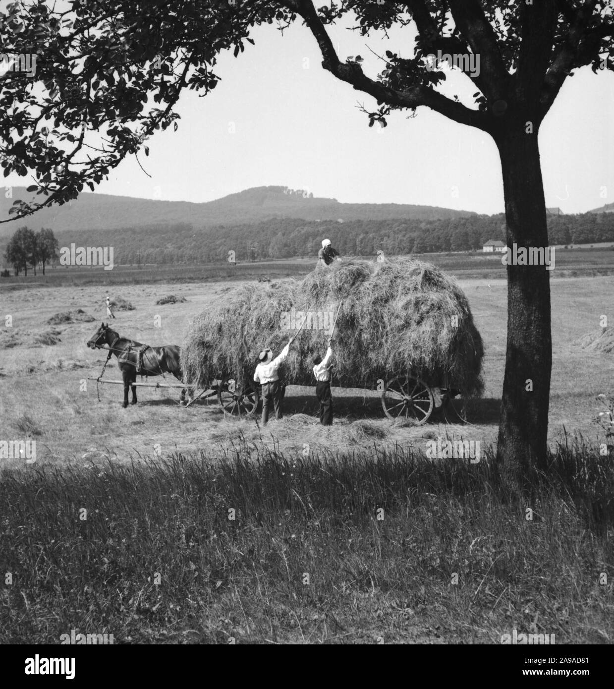 Harvesting hay, Germany 1930s Stock Photo - Alamy