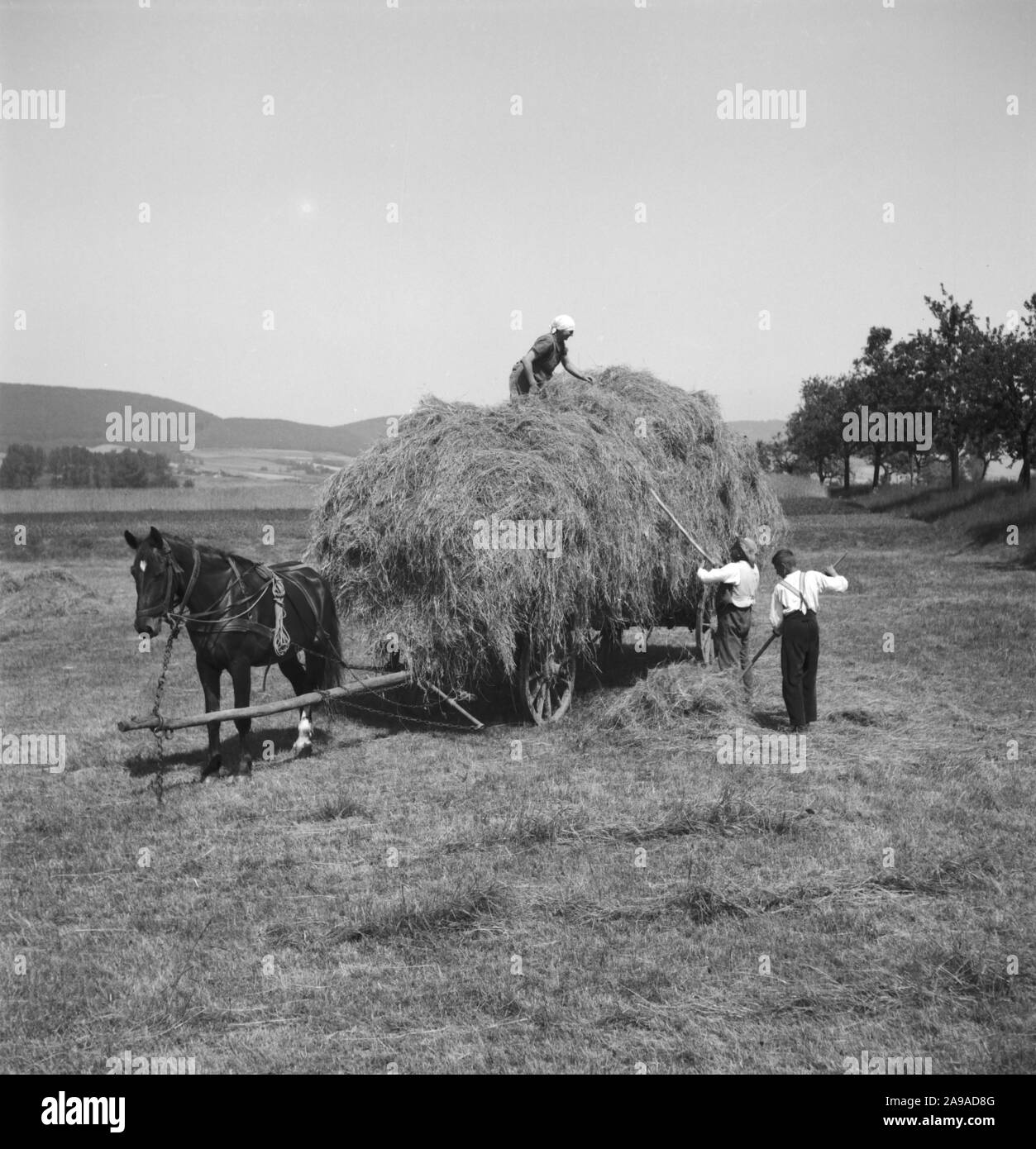 Harvesting hay, Germany 1930s Stock Photo - Alamy