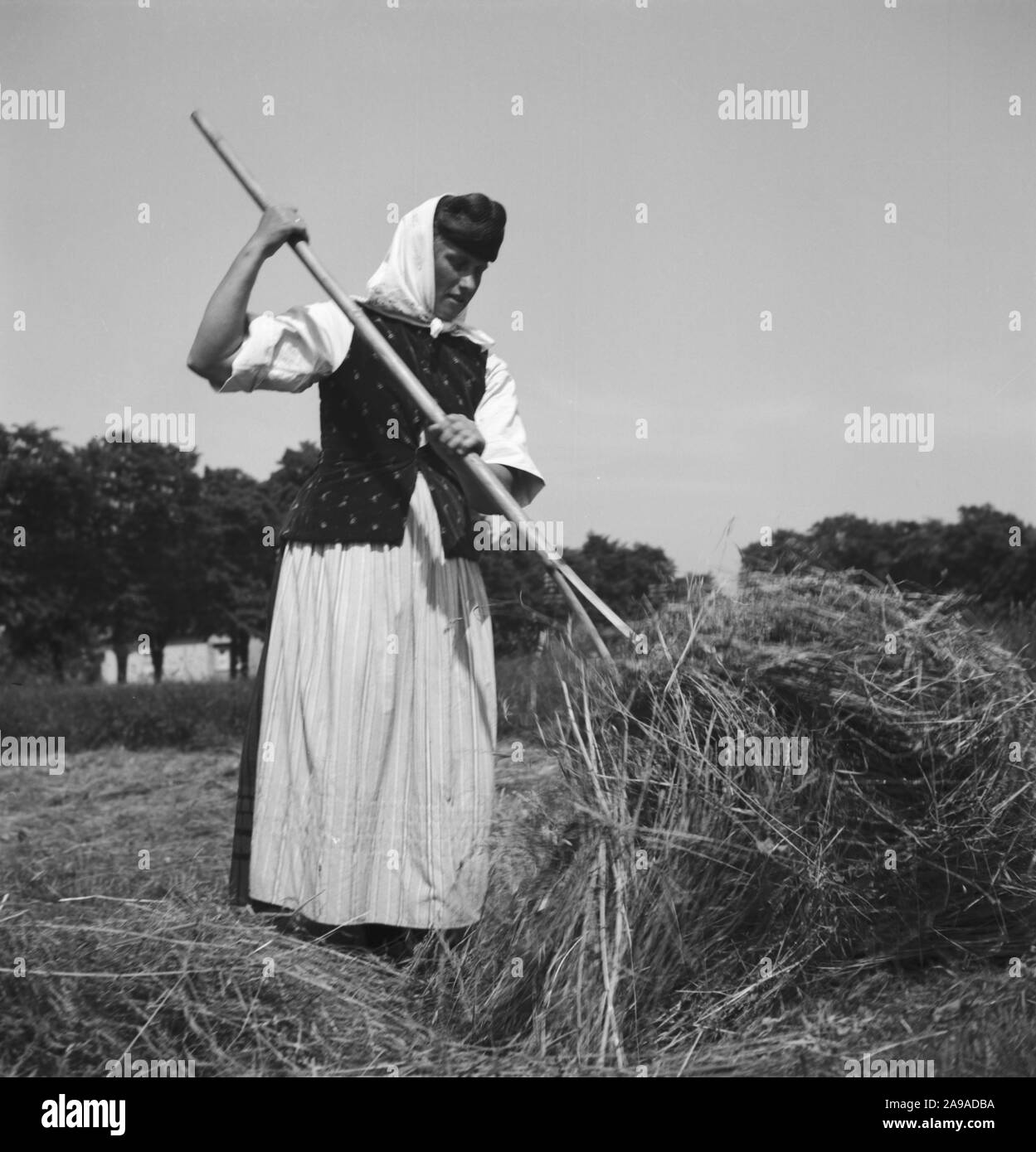 Harvesting hay, Germany 1930s Stock Photo - Alamy