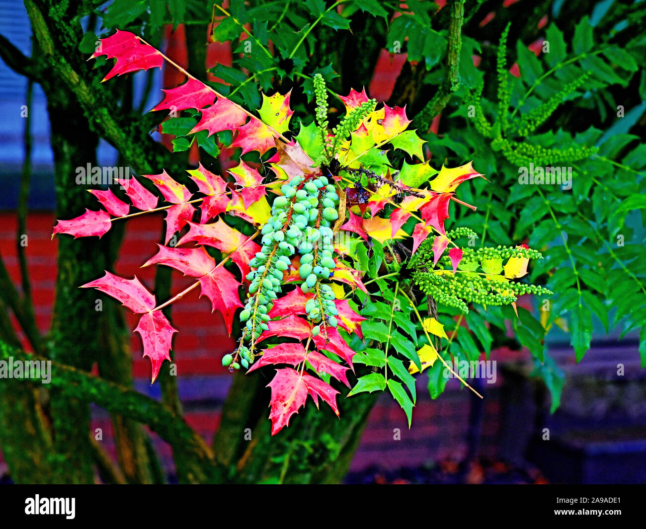 Red leafed holly plant with olive type buds against muted green blue ...