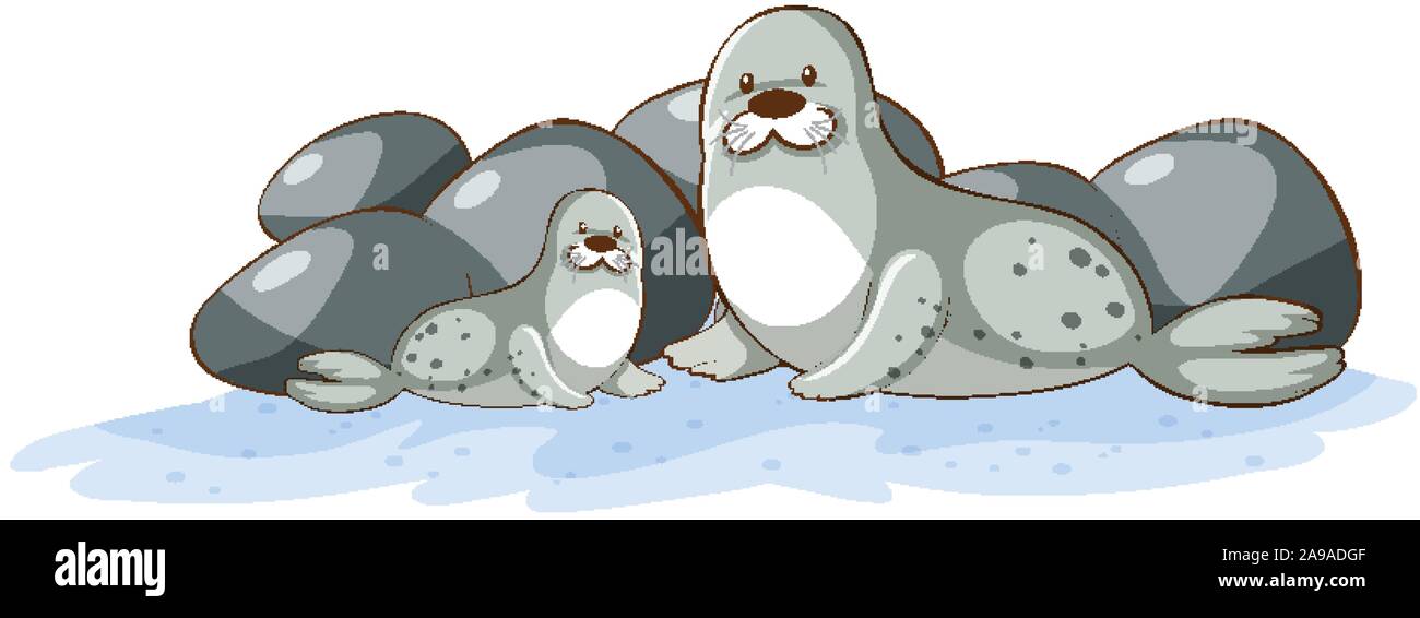 Two seals on white background illustration Stock Vector Image & Art - Alamy