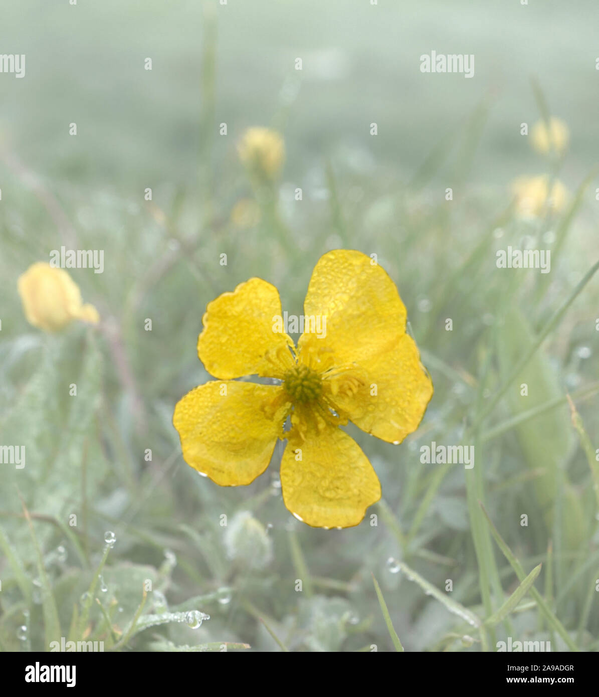 Golden buttercups hi-res stock photography and images - Alamy