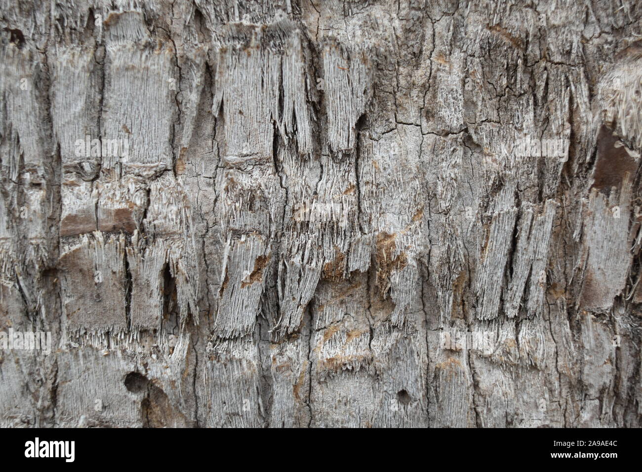 Macro closeup abstract of sclerified cells of palm tree after frond ...