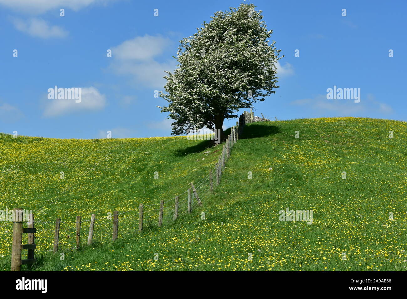 Malham lone tree hi-res stock photography and images - Alamy
