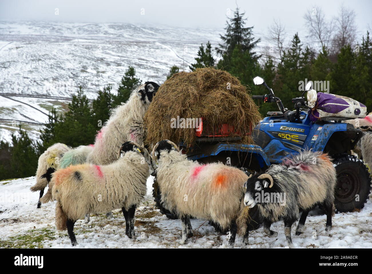 Swaledale winter hi-res stock photography and images - Alamy