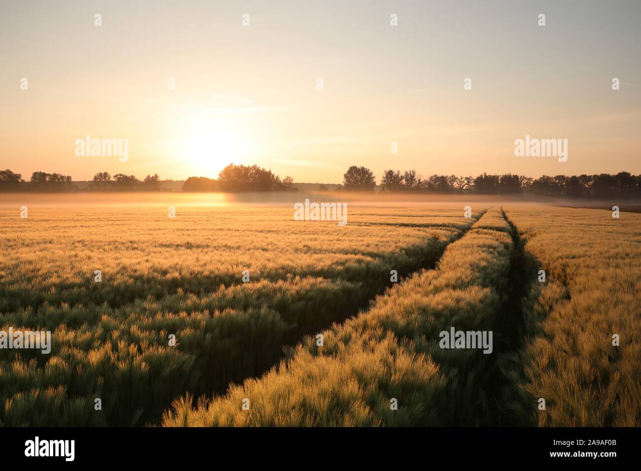 Sunrise over a field of wheat. Rural landscape at dawn Stock Photo - Alamy