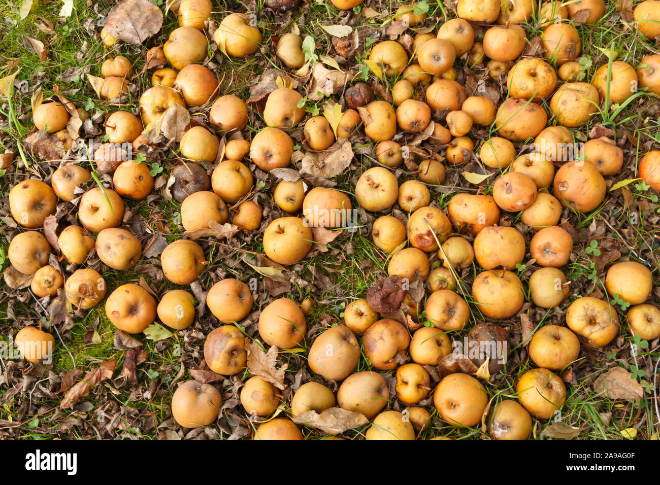 Rotten apple under tree hi-res stock photography and images - Alamy