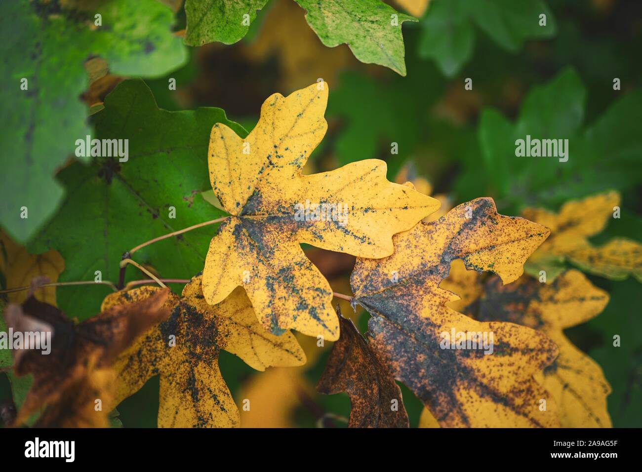 yellow leaves with autumn colors in autumn season Stock Photo - Alamy