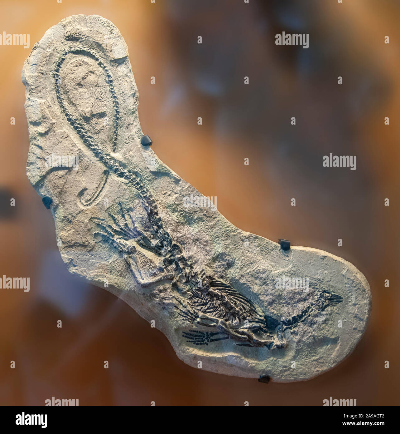 Claudiosaurus High Resolution Stock Photography and Images - Alamy