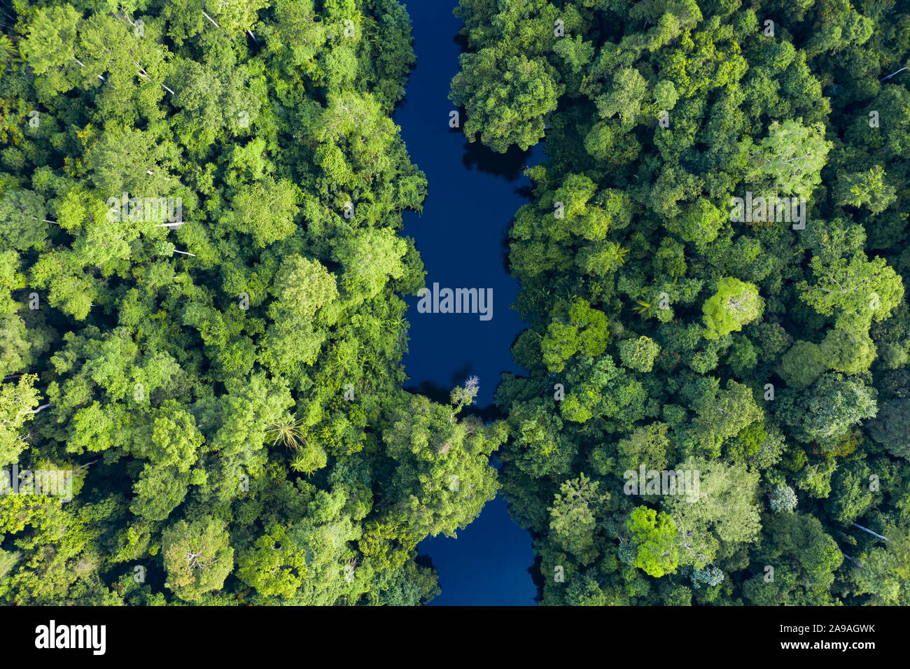 Aerial rainforest canopy walkway hi-res stock photography and images ...