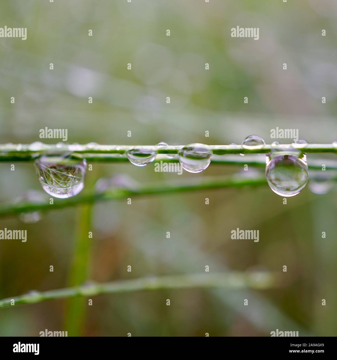 Raindrops fall on green leaf hi-res stock photography and images - Alamy