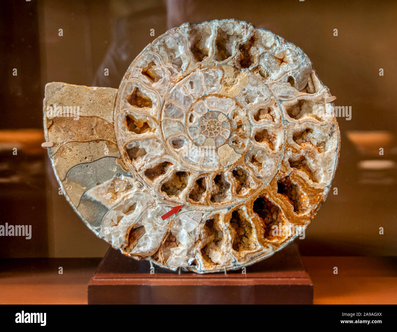 Parkinsonia (Ammonite) fossil. Ammonites are extinct marine ...