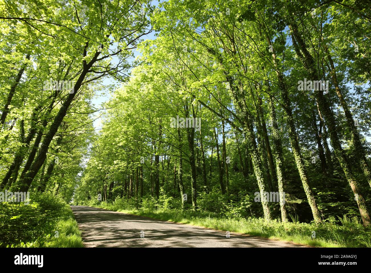 Spring landscape trees road hi-res stock photography and images - Alamy
