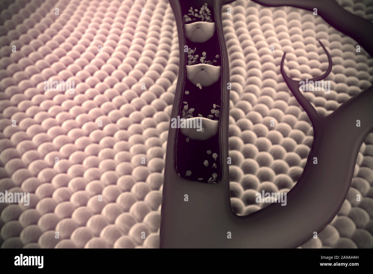 artery shown with a cut out section, Contraction of blood vessels, a ...