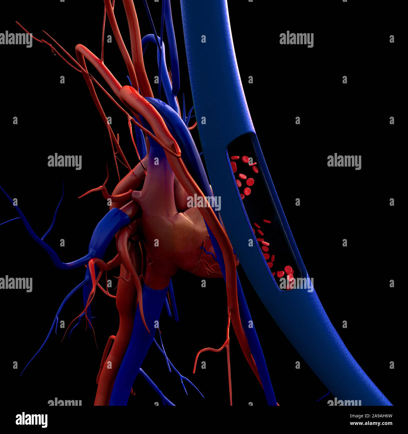 blood vessels, artery shown with a cut out section, High quality ...