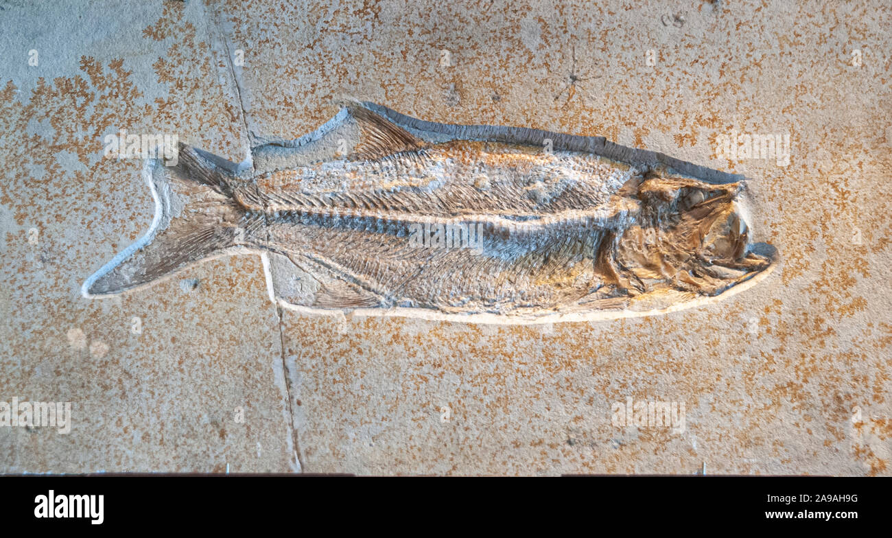 Pachythrissops propterus (Tarpon) Pachythrissops is an extinct genus of ...