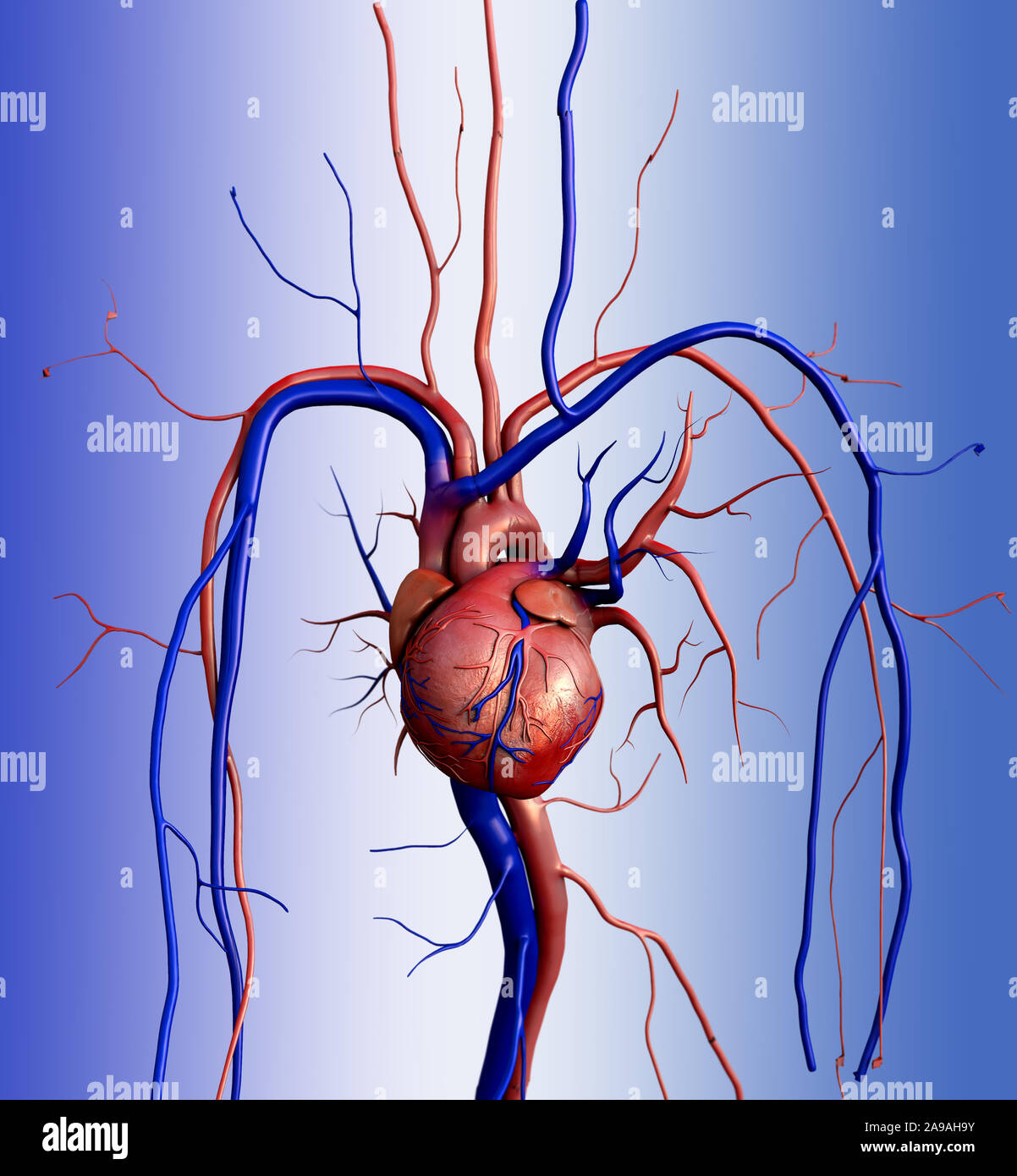 Human heart, Human Heart Anatomy, Artery, artery shown with a cut out ...