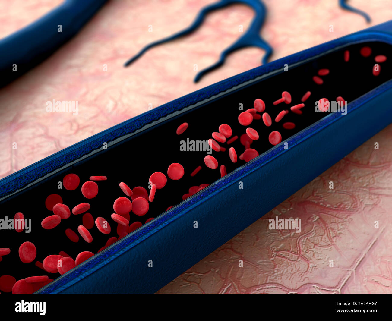 Blood vessels micrograph hi-res stock photography and images - Alamy
